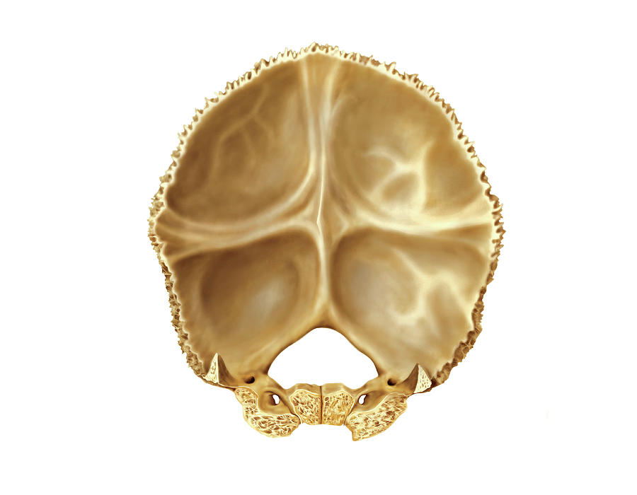 Caput (Kafa) Anatomisi - Hemşire Kitabı