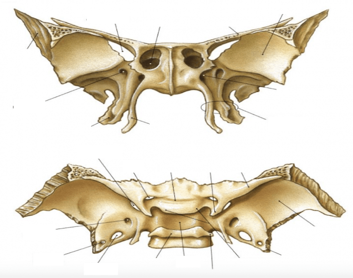 Caput (Kafa) Anatomisi - Hemşire Kitabı