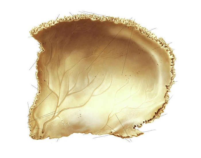 Caput (Kafa) Anatomisi - Hemşire Kitabı