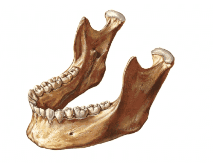 Caput (Kafa) Anatomisi - Hemşire Kitabı