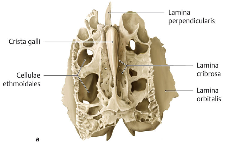 Caput (Kafa) Anatomisi - Hemşire Kitabı