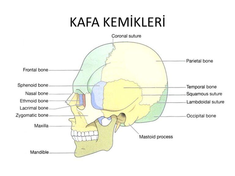Caput (Kafa) Anatomisi - Hemşire Kitabı