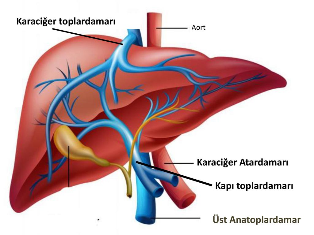Gövde Anatomisi - Hemşire Kitabı