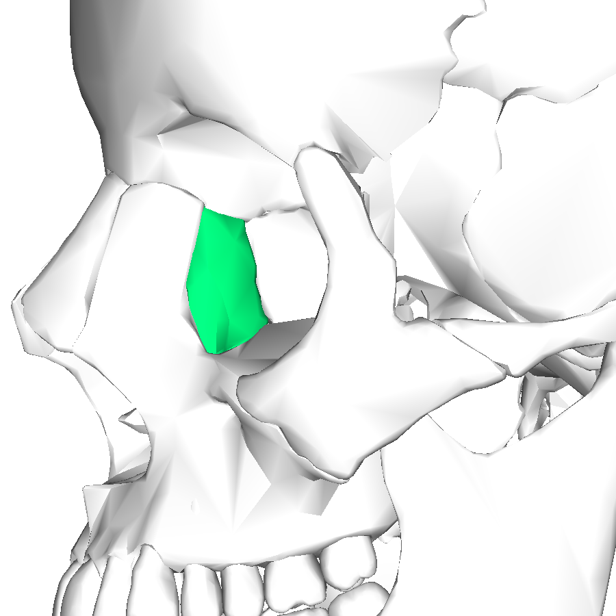 Caput (Kafa) Anatomisi - Hemşire Kitabı