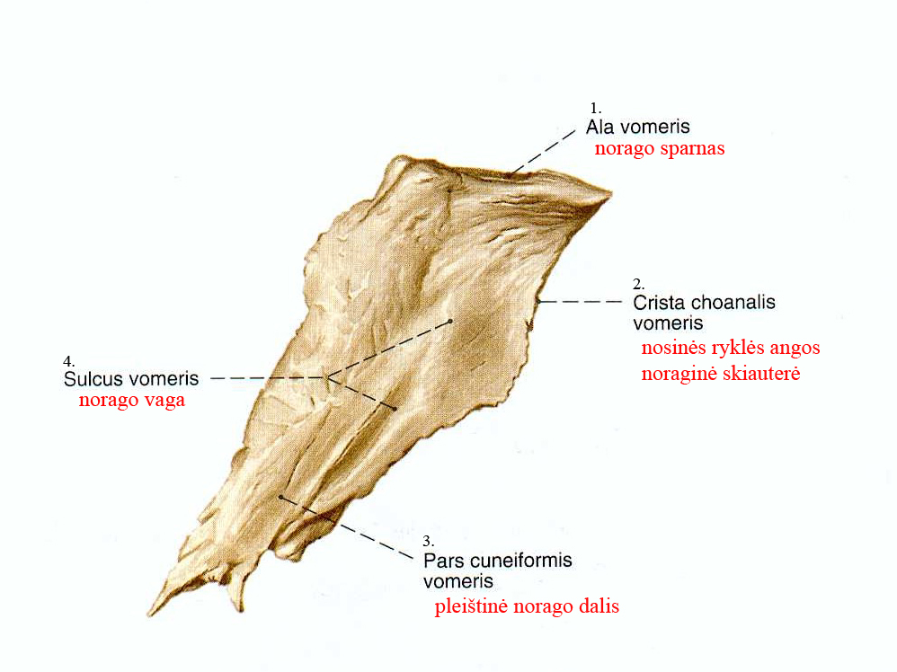Caput (Kafa) Anatomisi - Hemşire Kitabı