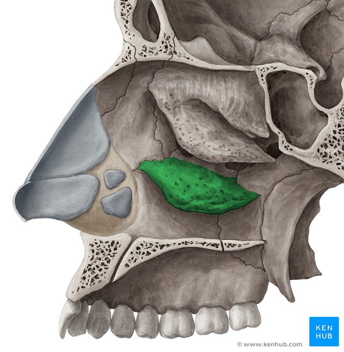 Caput (Kafa) Anatomisi - Hemşire Kitabı