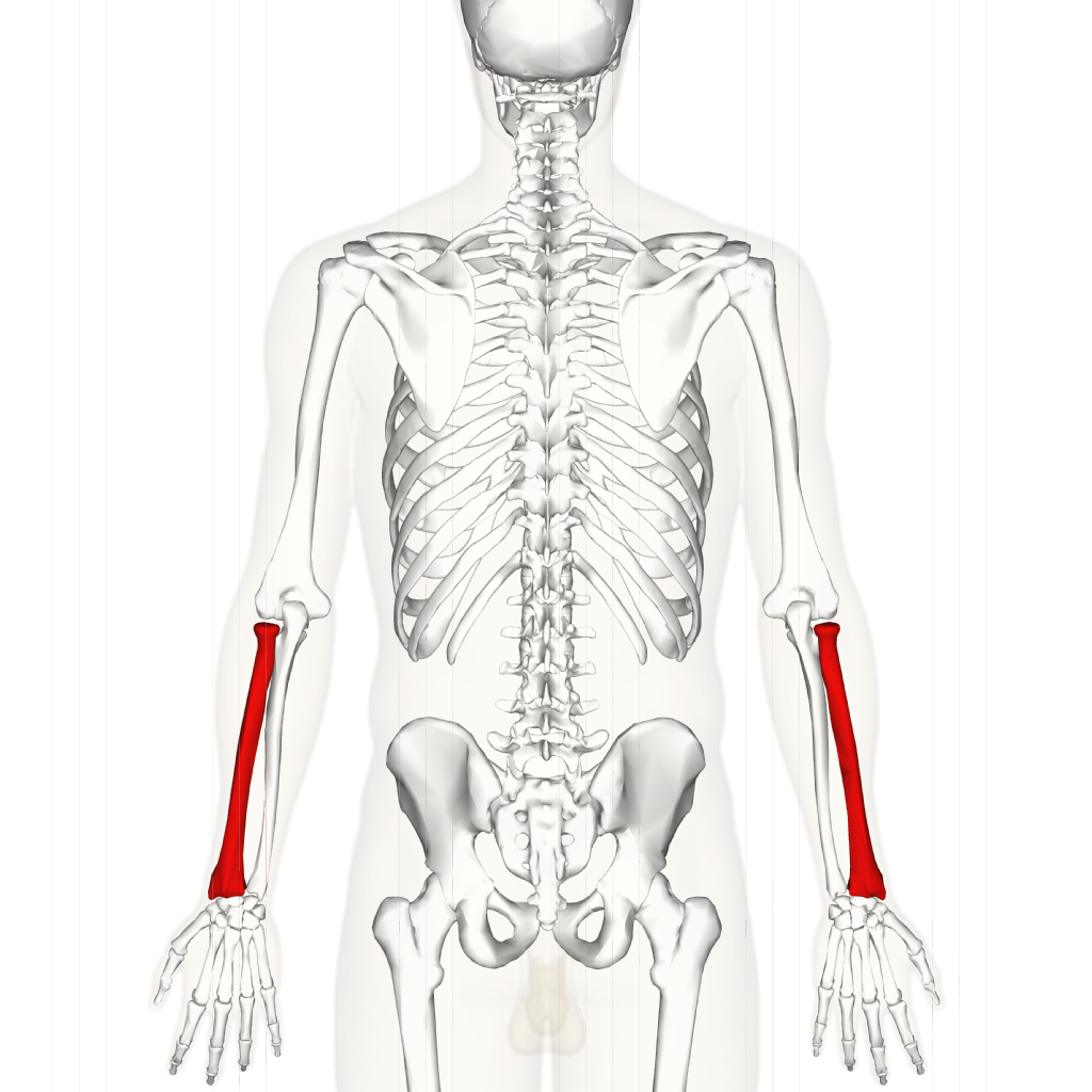 Üst Ekstremiteler - Hemşire Kitabı