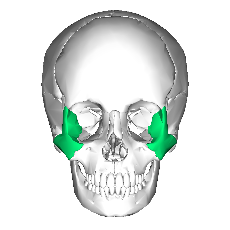 Caput (Kafa) Anatomisi - Hemşire Kitabı