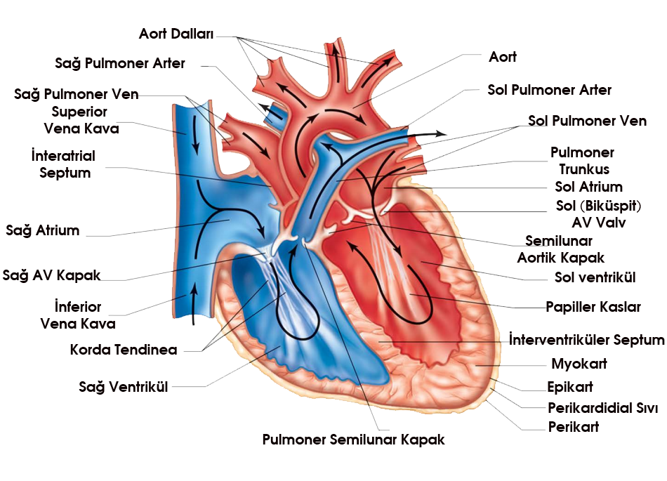 Gövde Anatomisi - Hemşire Kitabı